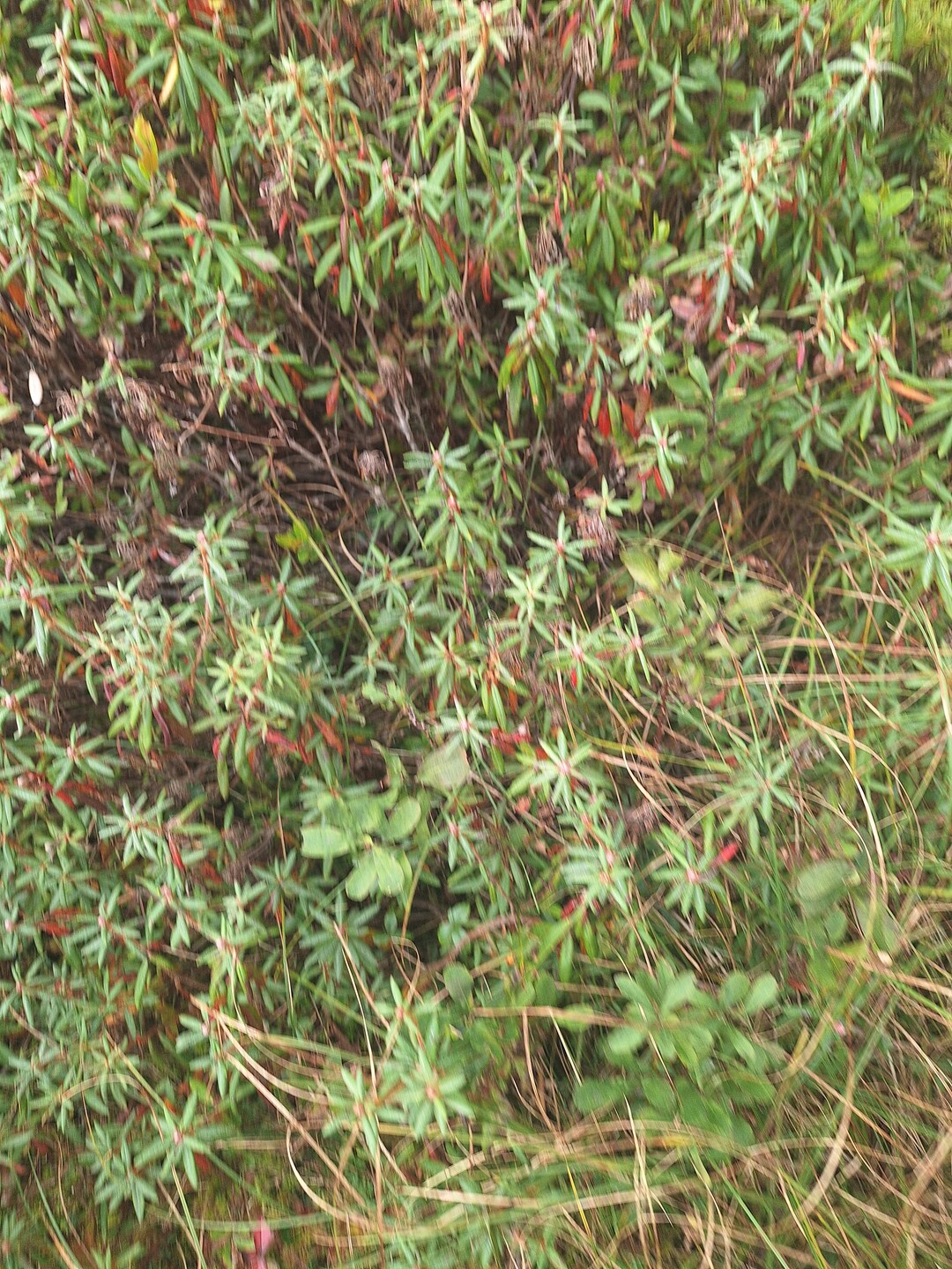 Hand Selected Labrador Tea Leaves: Coastal Acreage - Etsy