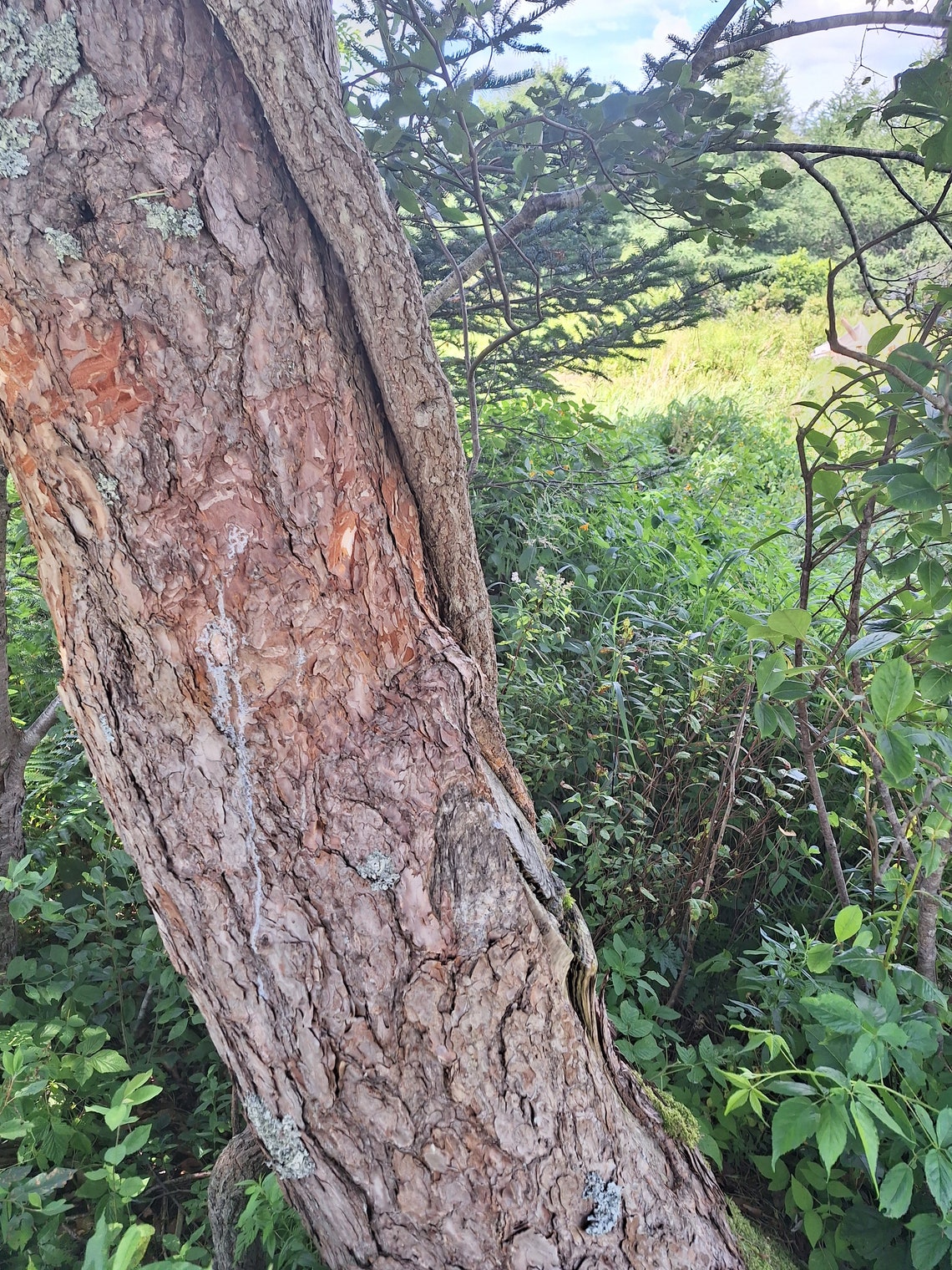 Organic Red Pine Inner Bark Tincture - Etsy