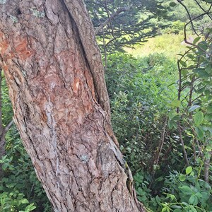 Organic Red Pine Inner Bark Tincture - Etsy