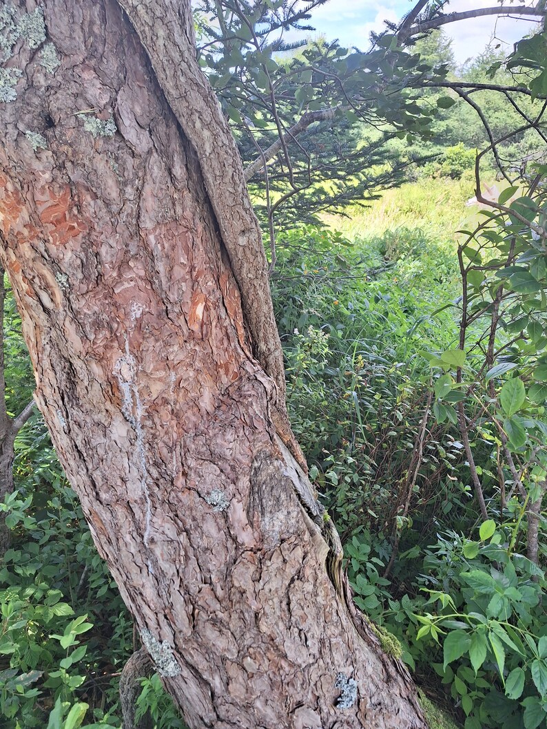 Organic Red Pine Inner Bark Tincture - Etsy