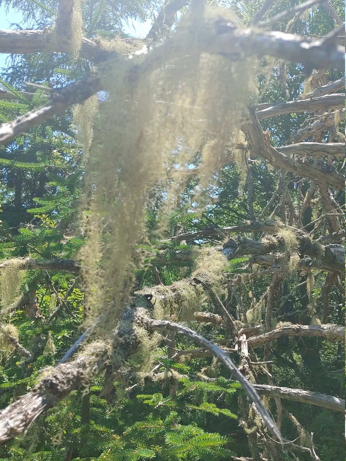 Organic Usnea old Mans Beard Premium Craft Tincture Respitory - Etsy