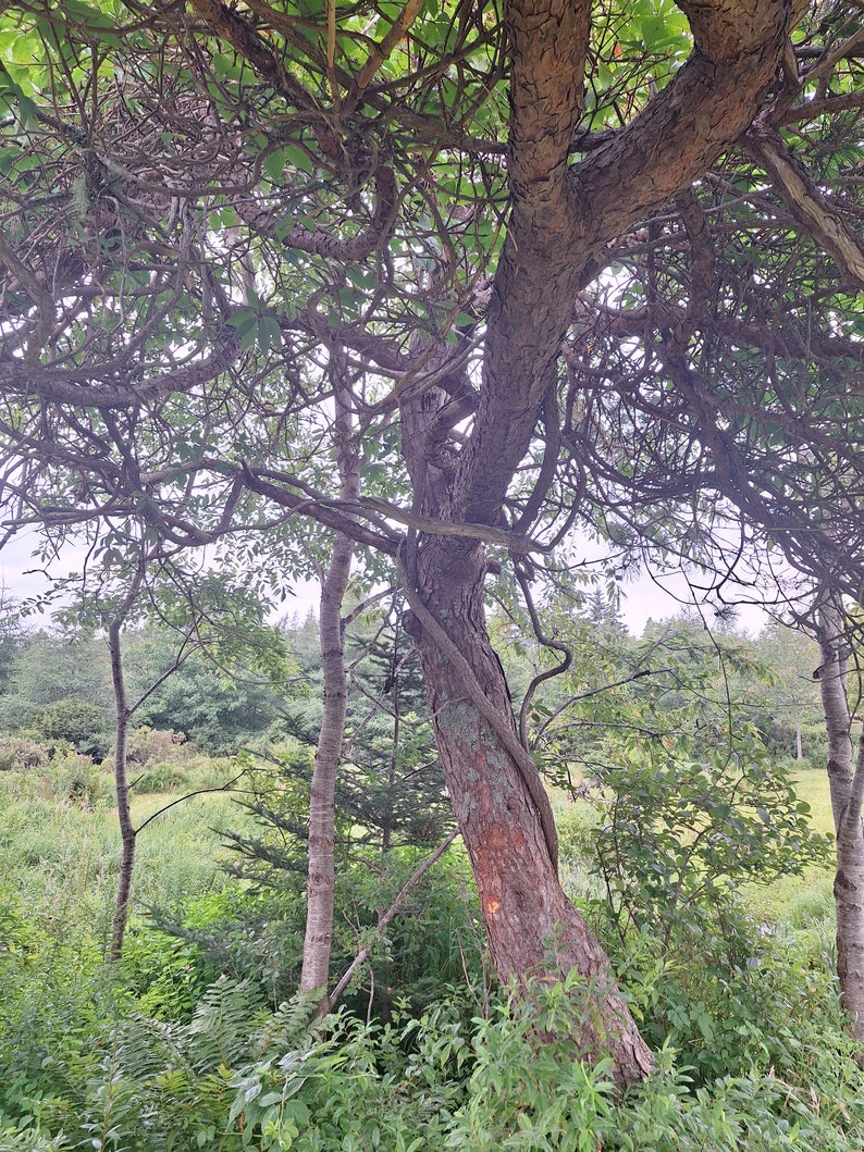Organic Red Pine Inner Bark Tincture - Etsy