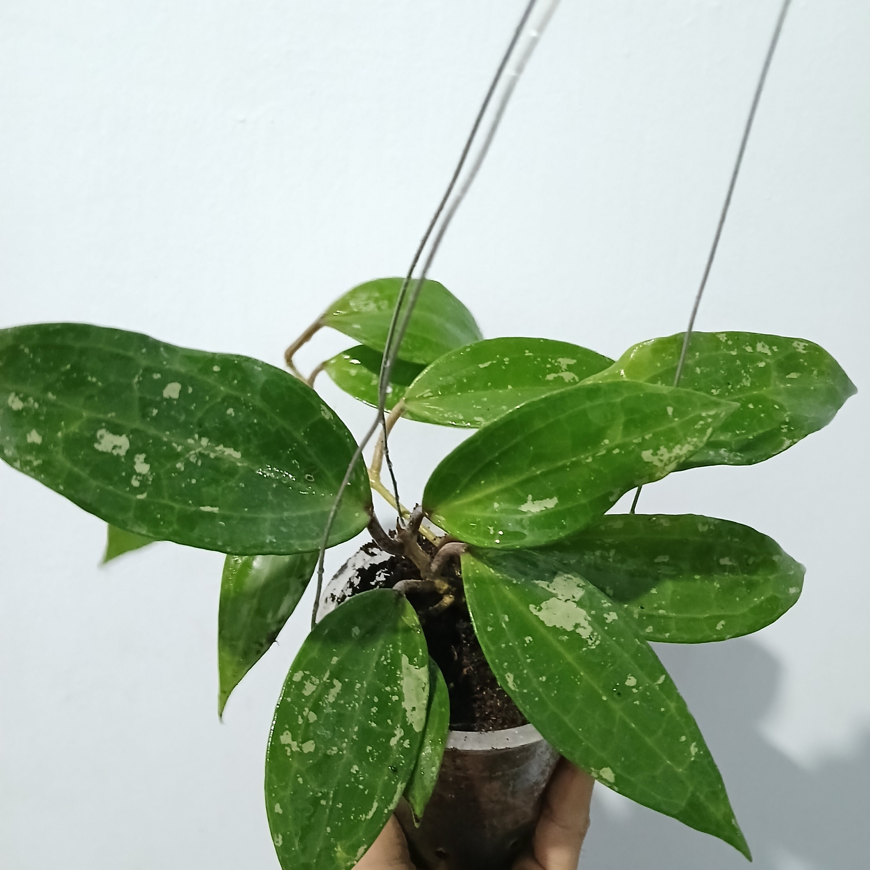 Hoya Macrophylla Splash Real Pickture Free Phytosanitary - Etsy