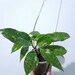 Hoya Macrophylla Splash Real Pickture Free Phytosanitary - Etsy