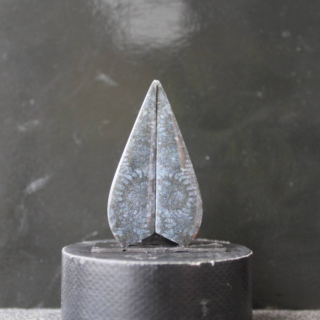 Black Fossil Coral Pyrite Pair - Etsy UK