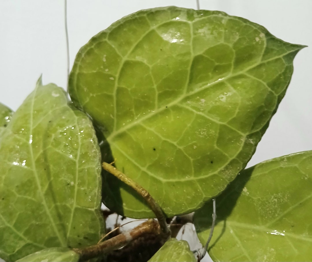 Hoya New Species Verticillata Sp Tanggamus Real Pickture Free ...