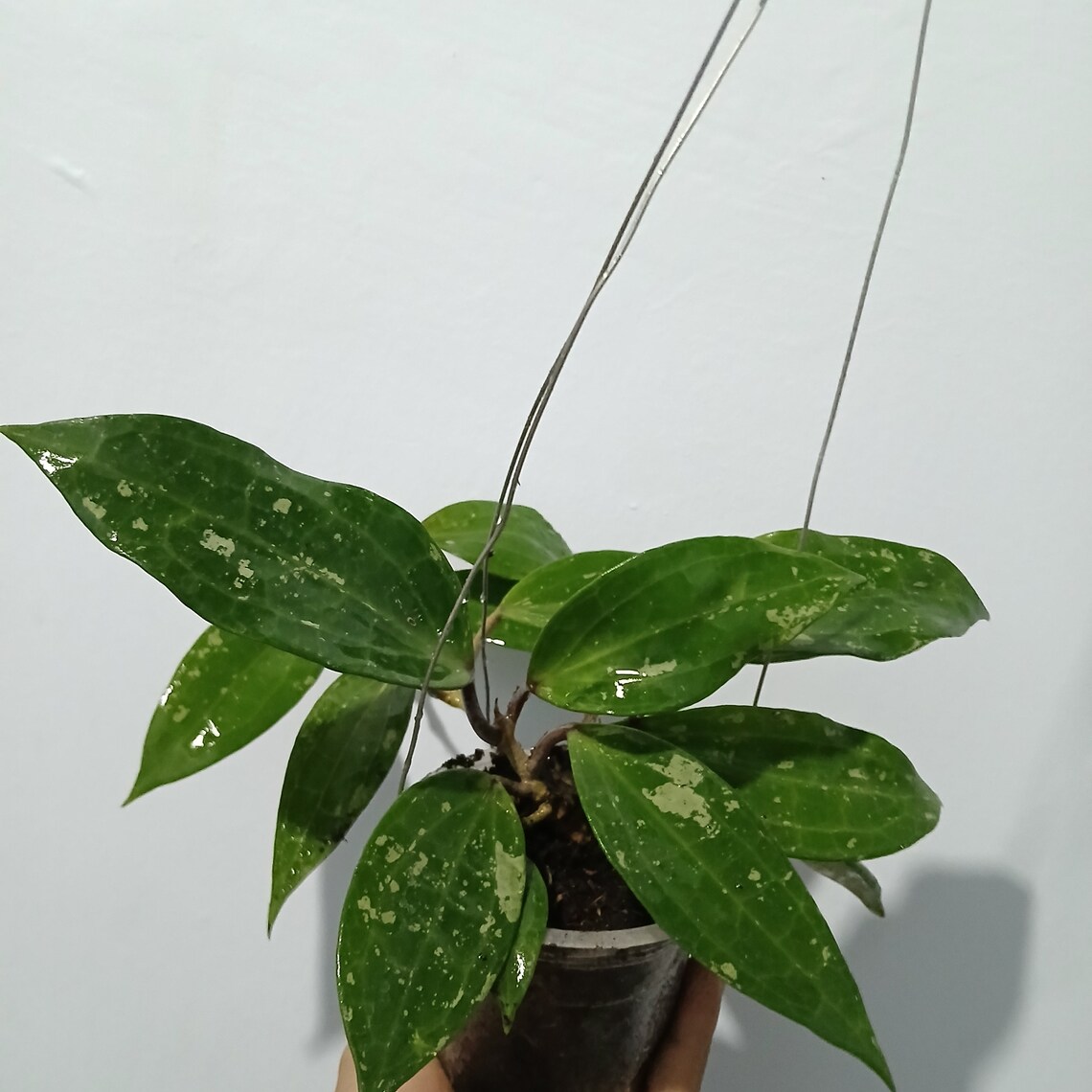 Hoya Macrophylla Splash Real Pickture Free Phytosanitary - Etsy