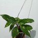 Hoya Macrophylla Splash Real Pickture Free Phytosanitary - Etsy