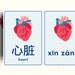Printable Human Anatomy Flashcards - Learn Chinese Body Parts and ...