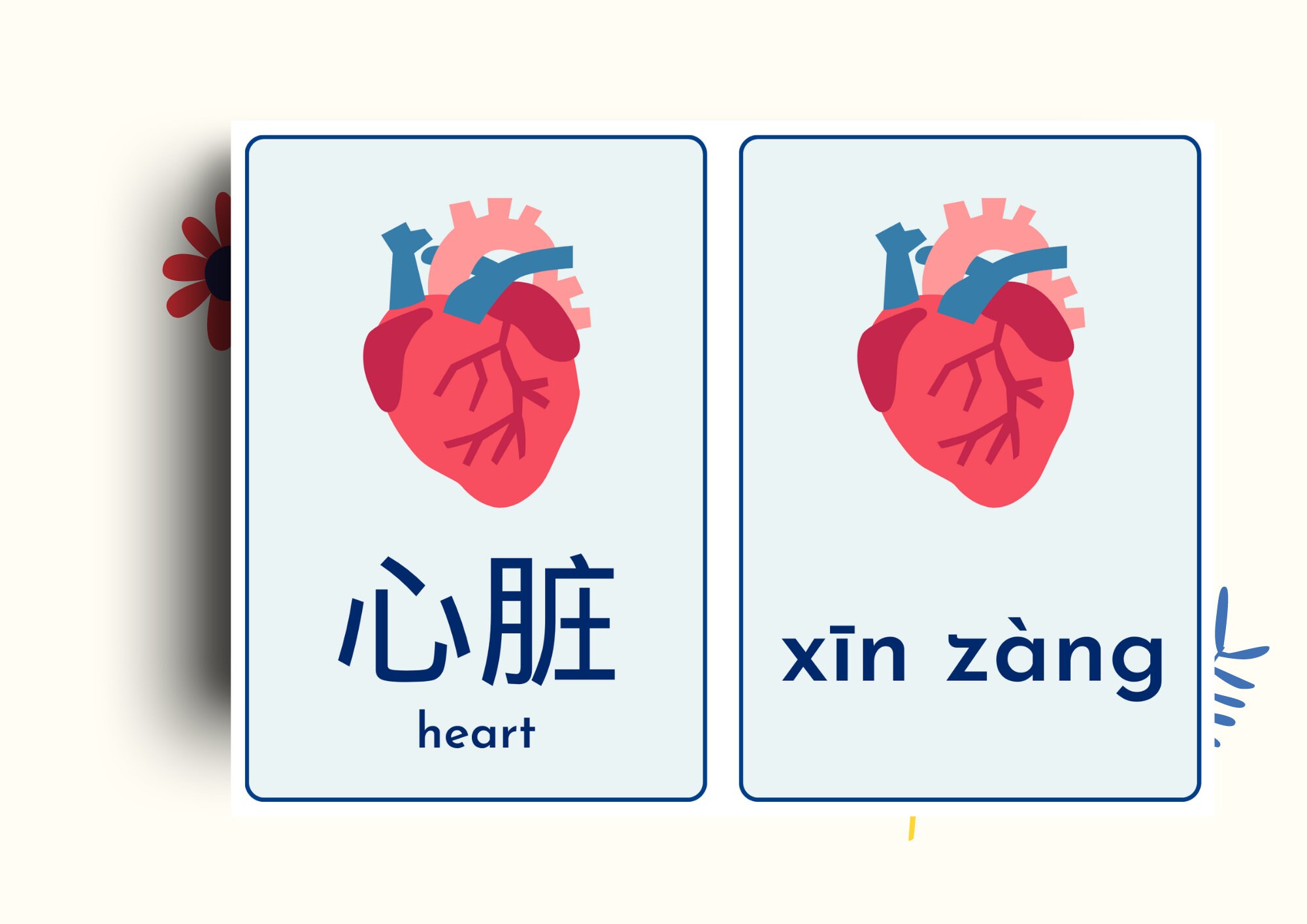 Printable Human Anatomy Flashcards Learn Chinese Body Parts and Organs ...