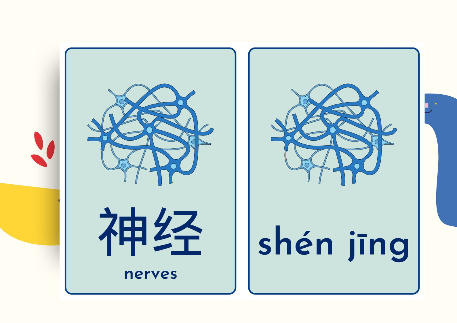 Printable Human Anatomy Flashcards - Learn Chinese Body Parts and ...