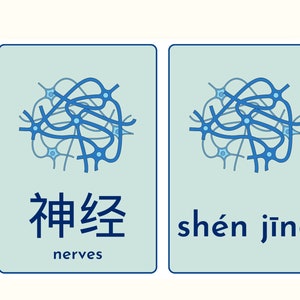 Printable Human Anatomy Flashcards - Learn Chinese Body Parts and ...