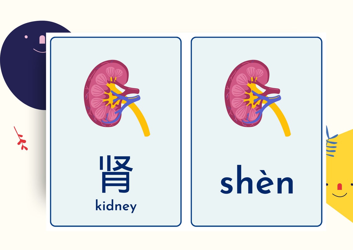 Printable Human Anatomy Flashcards - Learn Chinese Body Parts and ...