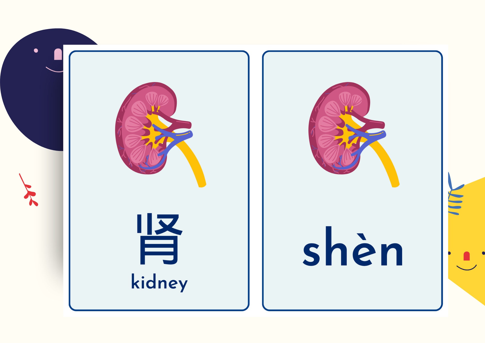 Printable Human Anatomy Flashcards Learn Chinese Body Parts and Organs ...