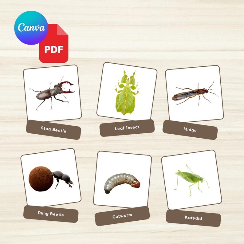 Insects & Bugs Flashcards: Montessori 3-part Cards, Printable (canva ...