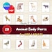 Animal Body Parts Flashcards: Montessori 3-part Cards (printable PDF ...