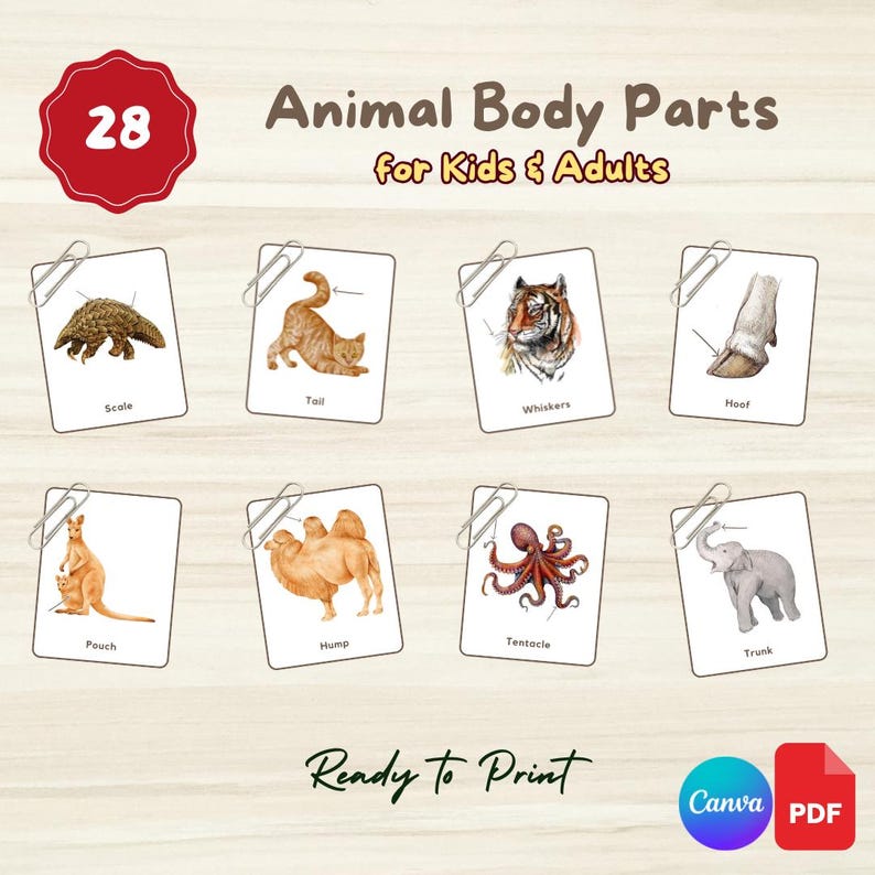 Animal Body Parts Flashcards: Montessori 3-part Cards (printable PDF ...