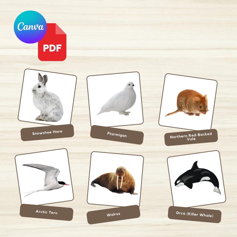 Arctic Animals Flashcards: Montessori 3-part Cards (printable PDF ...