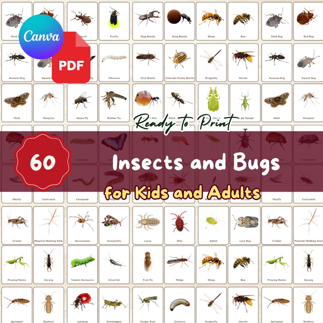 Insects & Bugs Flashcards: Montessori 3-part Cards, Printable (canva ...