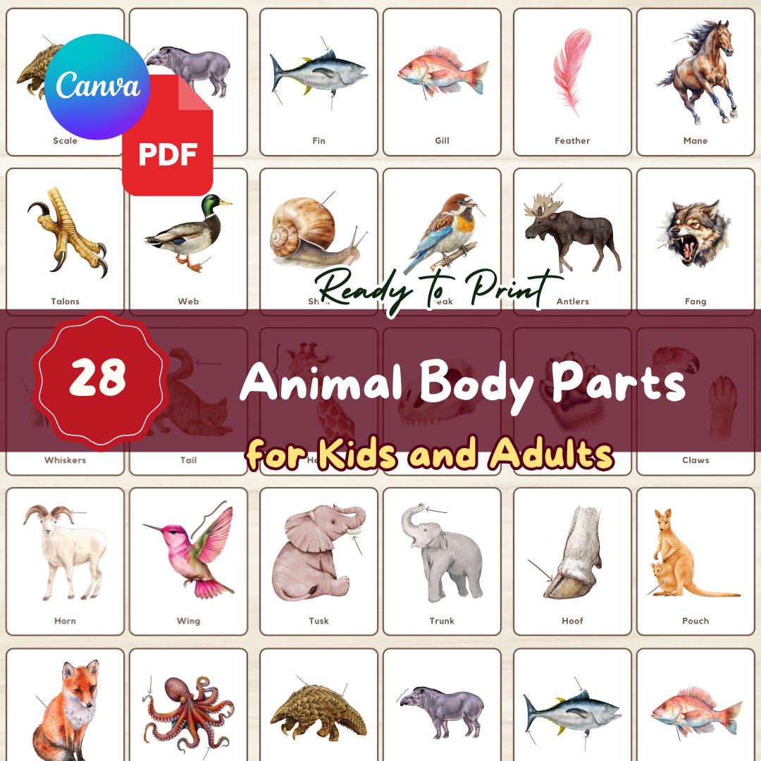 Animal Body Parts Flashcards: Montessori 3-part Cards (printable PDF ...