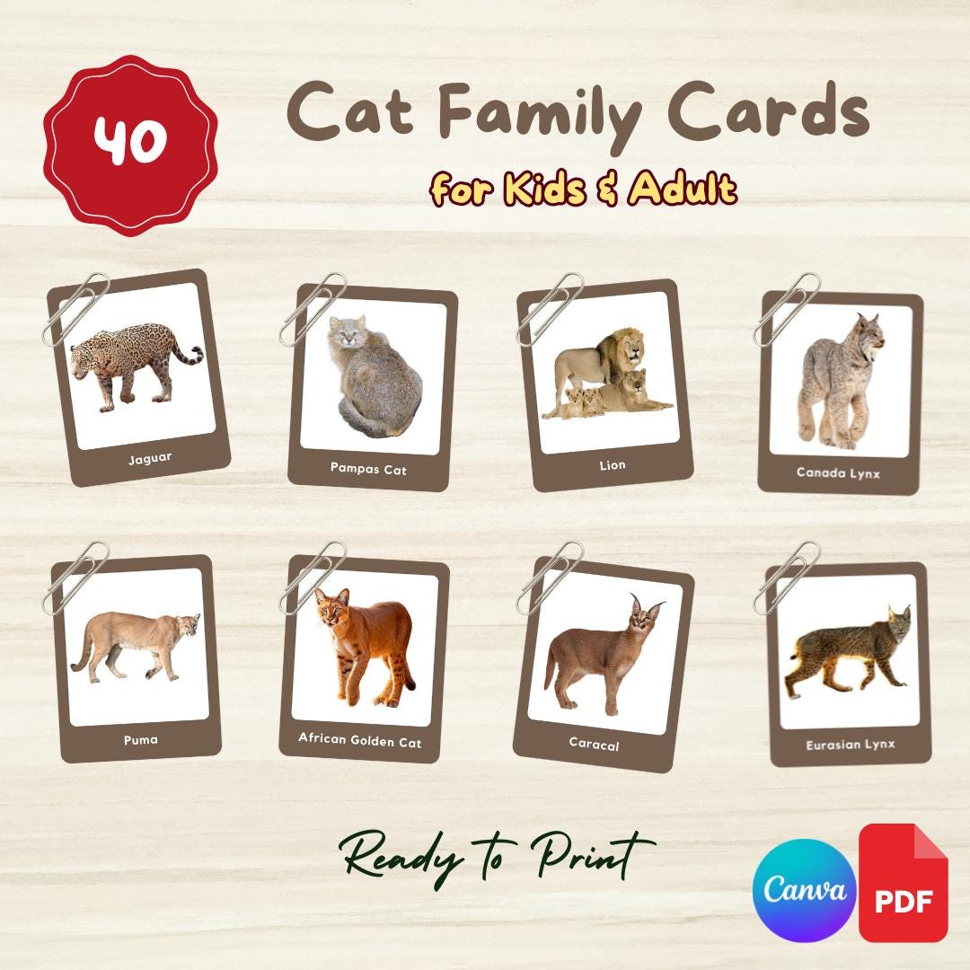 Cat Family Flashcards: Montessori Learning Cards (PDF) - Etsy