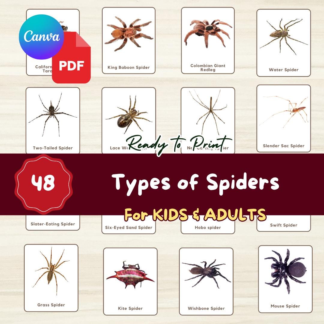 Spider Flashcards: Montessori 3-part Cards, Printable & Editable (PDF ...