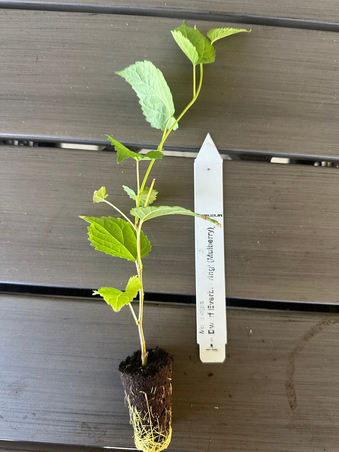 Dwarf Everbearing Mulberry Tree - Etsy