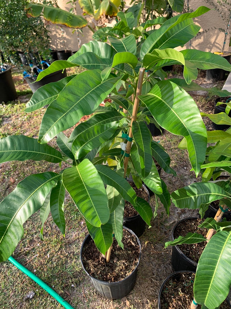 Carrie Semi Dwarf Mango Tree No Shipping to California - Etsy