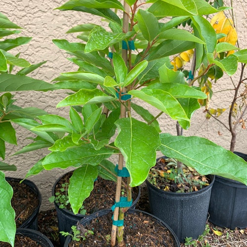 RARE Ghost Blue ROSE Flower Tree Bush 310 20 or 30 Seeds | Etsy