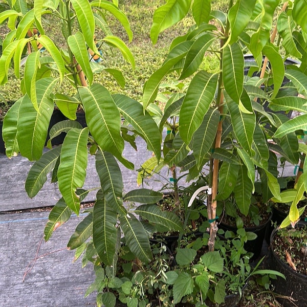 Dwarf Mango Tree - Etsy