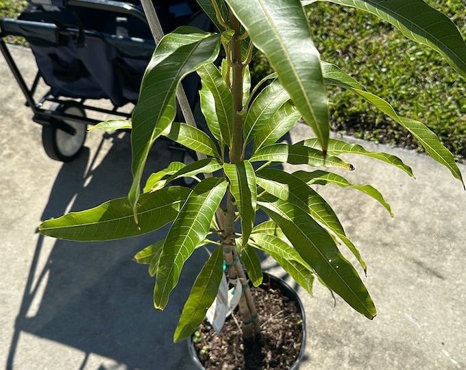 Lancetilla Mango Tree Condo or Semi Dwarf Variety No Shipping to ...