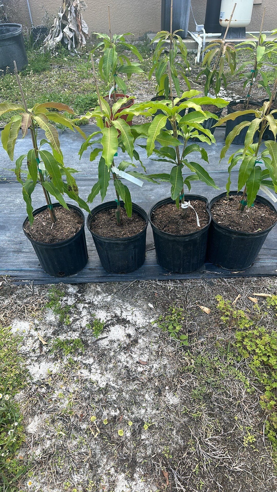 Lemon Zest Mango Trees grafted No Shipping to California - Etsy