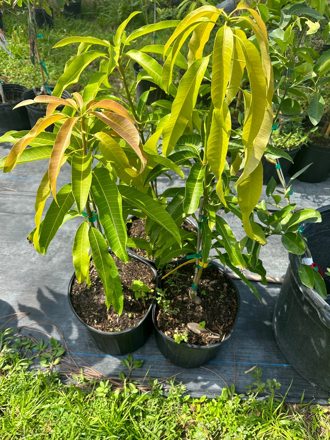 Rosigold Dwarf Mango Tree grafted No Shipping to California - Etsy