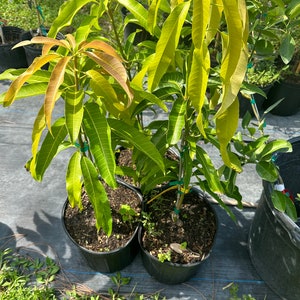 Rosigold Dwarf Mango Tree grafted No Shipping to California - Etsy