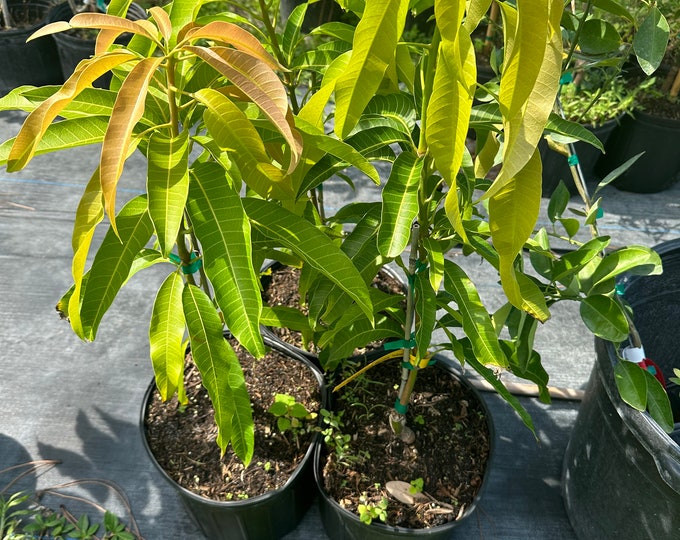Rosigold Dwarf Mango Tree grafted No Shipping to California - Etsy