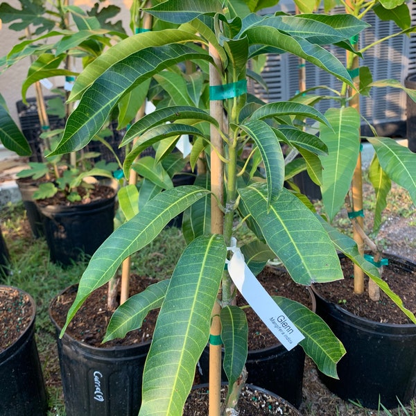 Mango Tree Grafted - Etsy