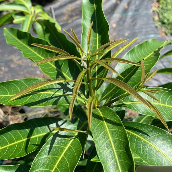 Dwarf Grafted Mango Tree - Etsy