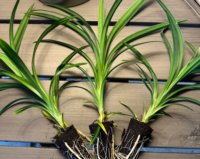 Large Pandanus Baptistii Aureus Variegated Dwarf Pandanus in 1 Gallon ...