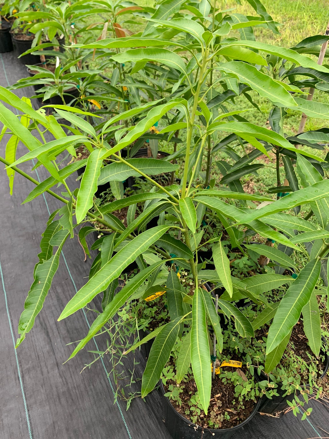 Mallika Semi-dwarf Mango Tree No Shipping to California - Etsy