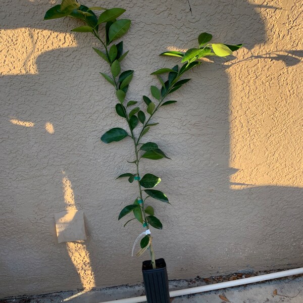 Owari Satsuma Mandarin Tree - Etsy