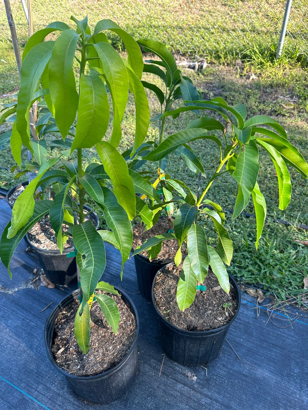 Sugarloaf Mango Tree grafted No Shipping to California - Etsy