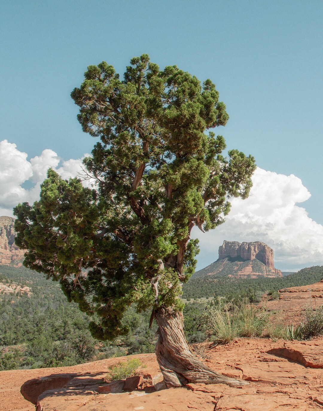 Twisted Tree in Sedona, Canyon Photo, National Park Photo, National ...