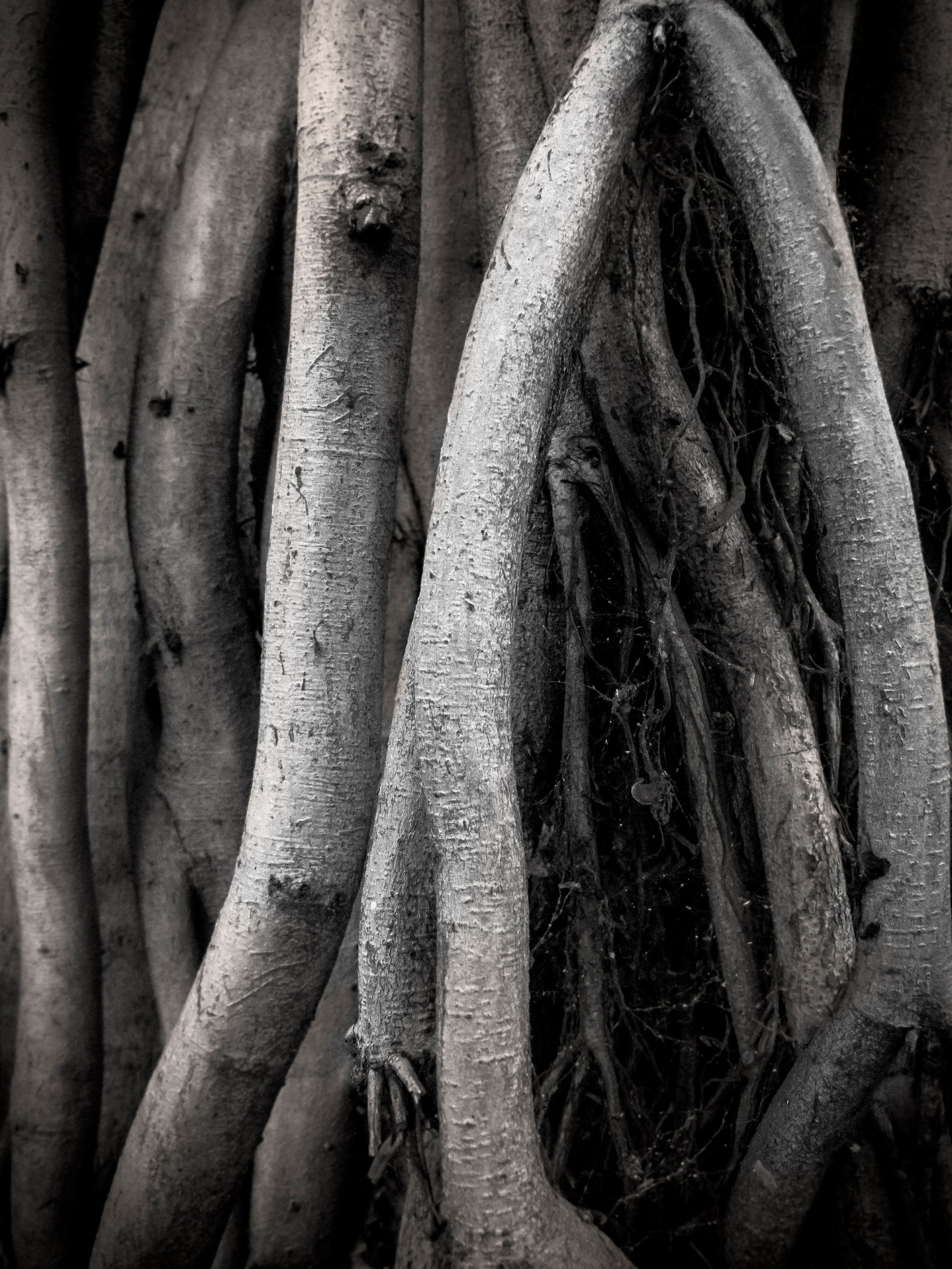 Tangled Tree Branches Photo Print, Black and White Tree Branches Photo ...