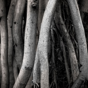 Tangled Tree Branches Photo Print, Black and White Tree Branches Photo ...