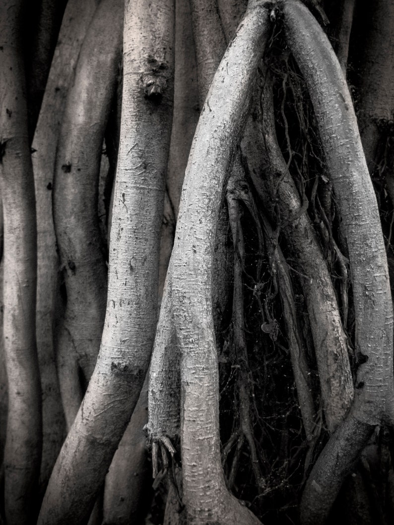 Tangled Tree Branches Photo Print, Black and White Tree Branches Photo ...