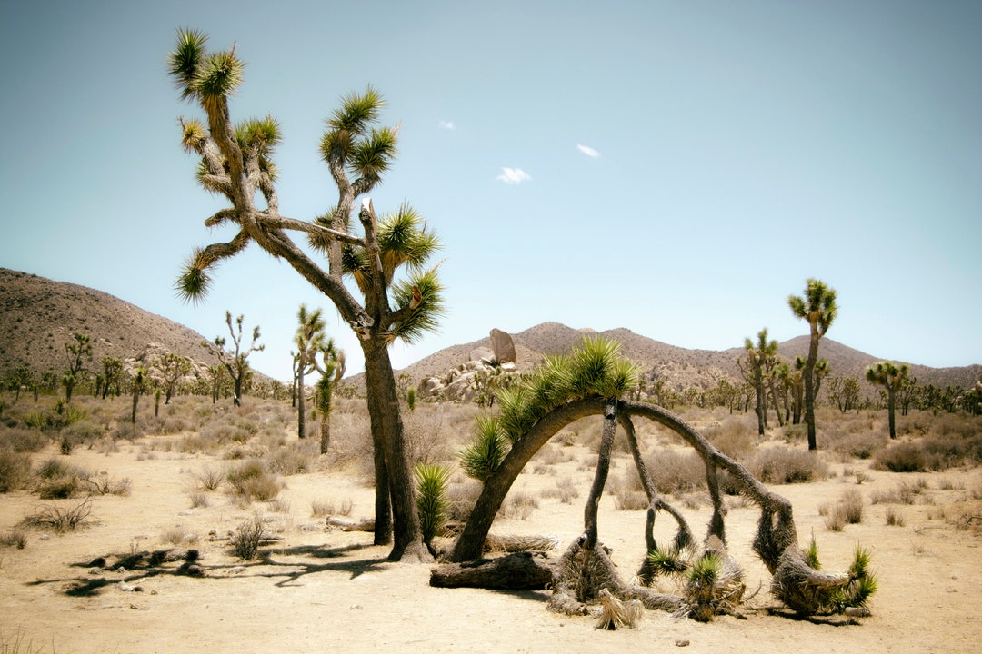 Joshua Tree Photo Print, Photo Print of California Desert, Photo Print ...