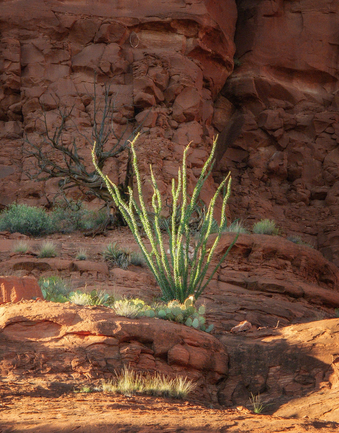 Green Bush in Sedona, Canyon Photo, National Park Photo, National Park ...