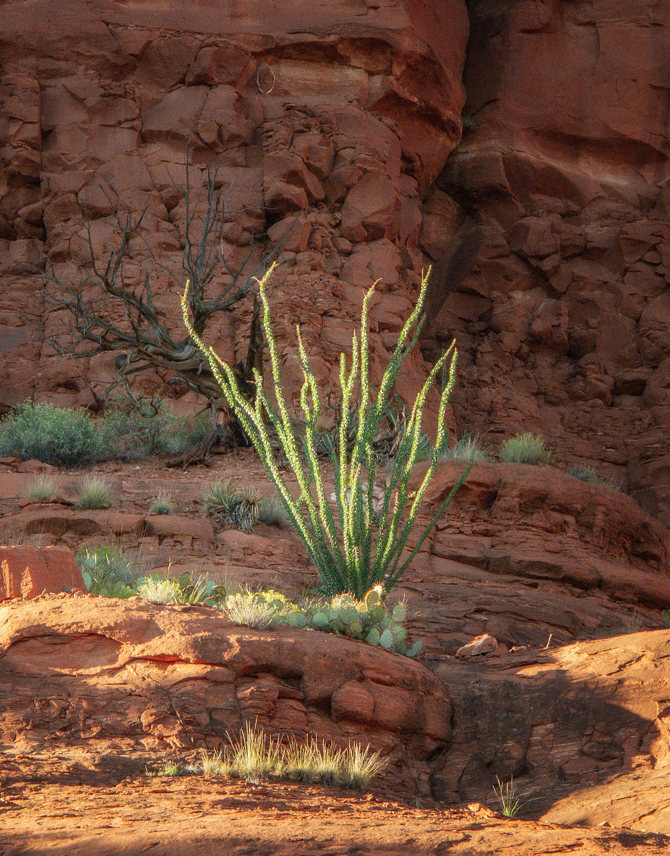 Green Bush in Sedona, Canyon Photo, National Park Photo, National Park ...