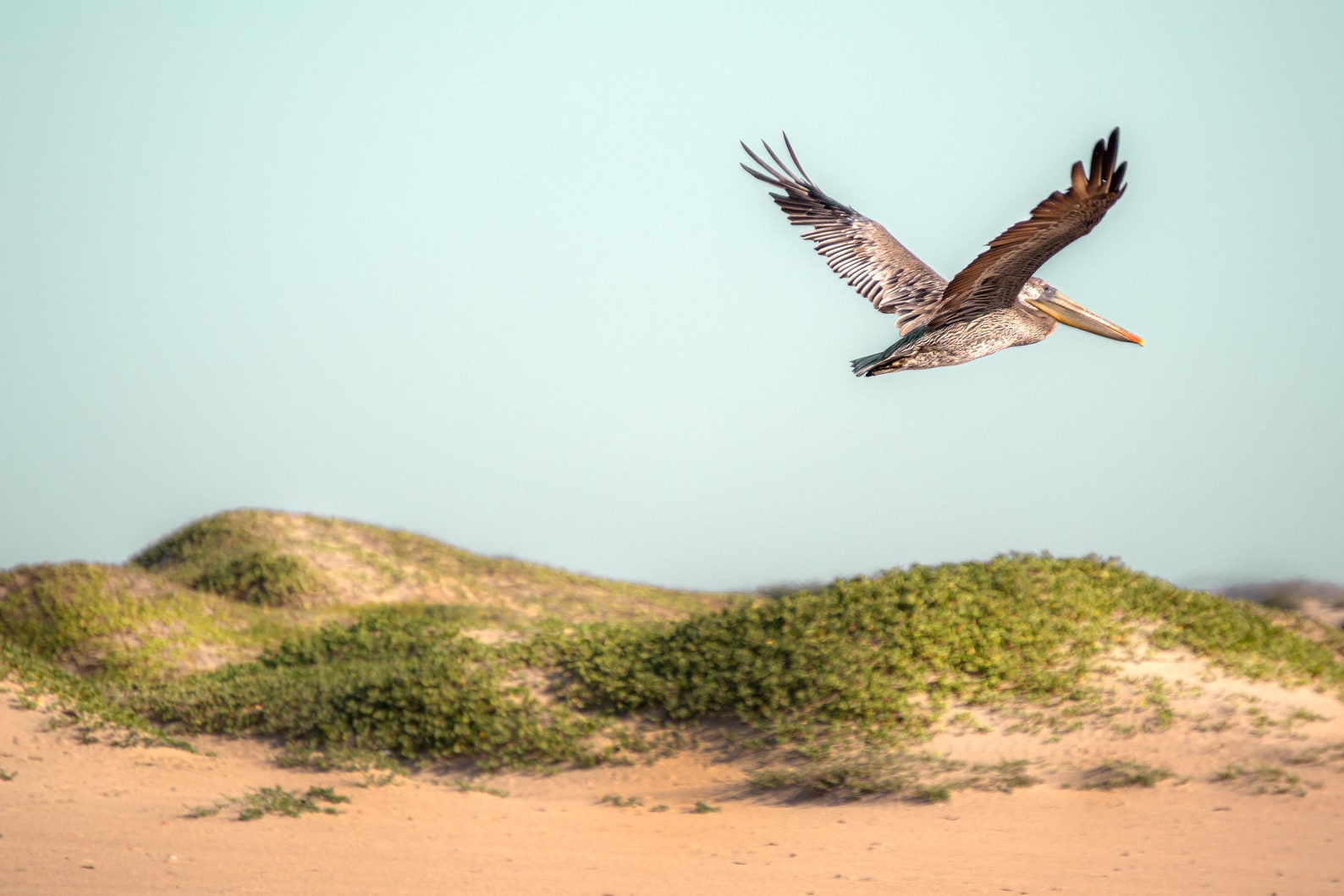 Pelican on Beach Photo Print, Pelican Flying Over Sand Dune, Pelican at ...