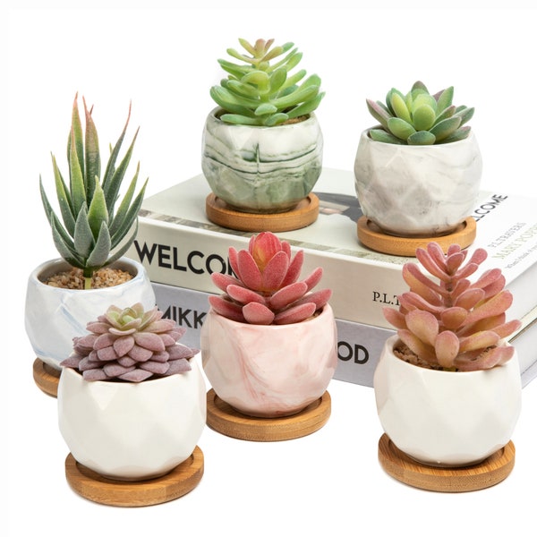 Succulent Pots - Etsy